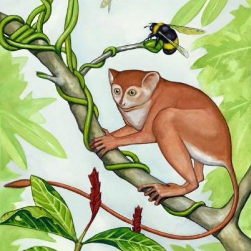 Paläontologen beschreiben das bislang älteste Fossil eines Primaten ...