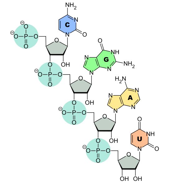 Bausteine der RNA und DNA könnten gemeinsam entstanden sein | astropage.eu